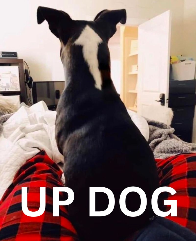 UpDog ($UPDOG) – rug.ninja