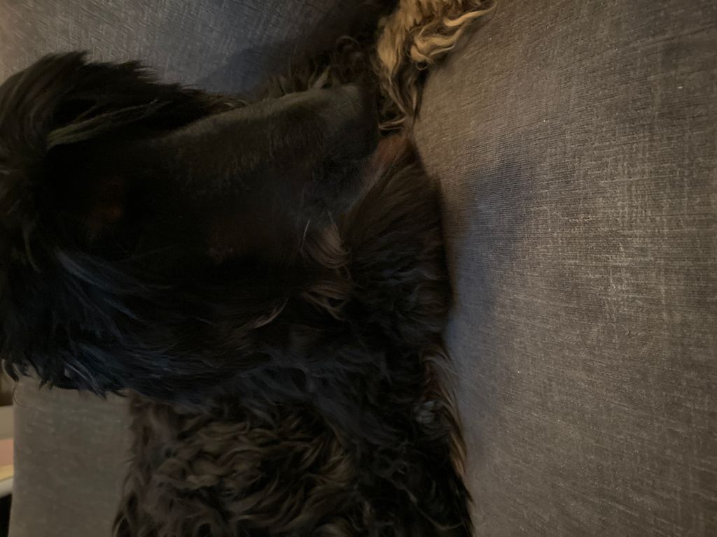 Sir Blade Runner (?) – rug.ninja