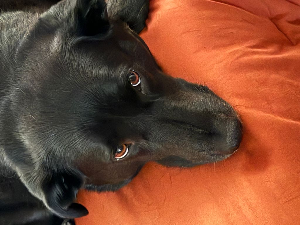 HARPER ($HARP) – rug.ninja