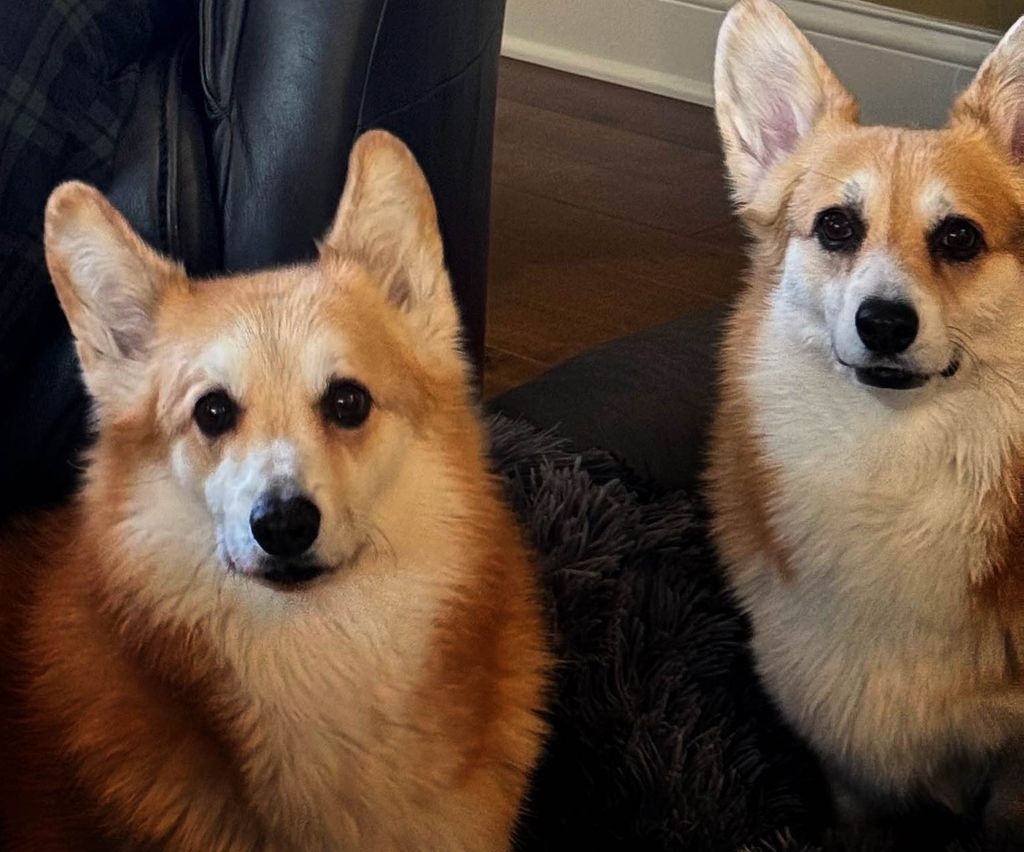 Patrick's Corgis (CORGI) – rug.ninja
