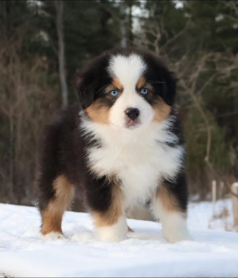 Puppo (PUPPO) – rug.ninja